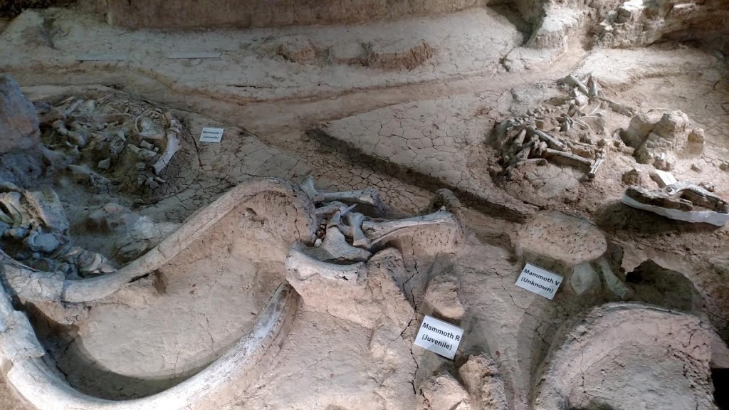 Waco Mammoth National Monument » Celebrate and Learn