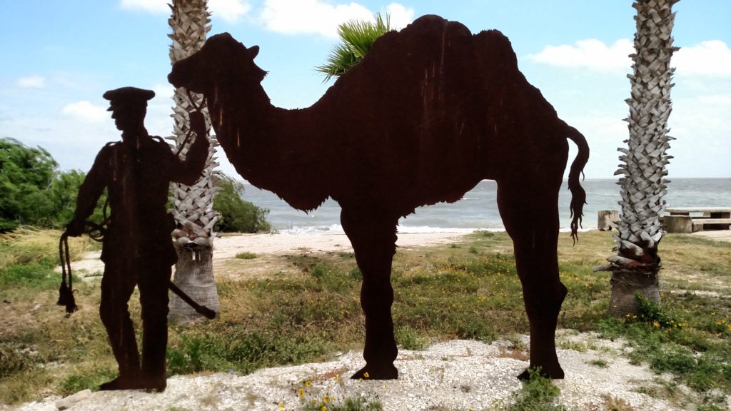Camels Landed in Indianola, Texas, in 1856! » Celebrate and Learn
